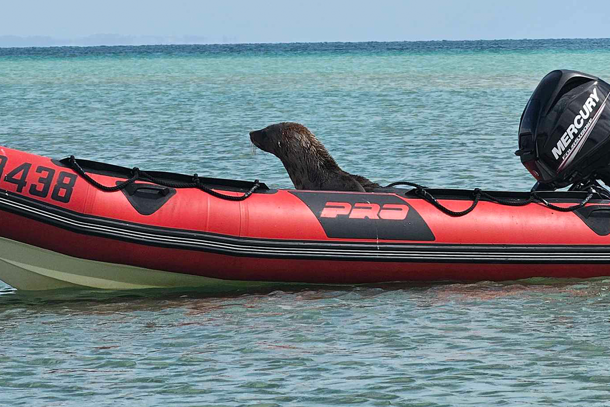 Boat owner makes a surprising discovery out in the water!