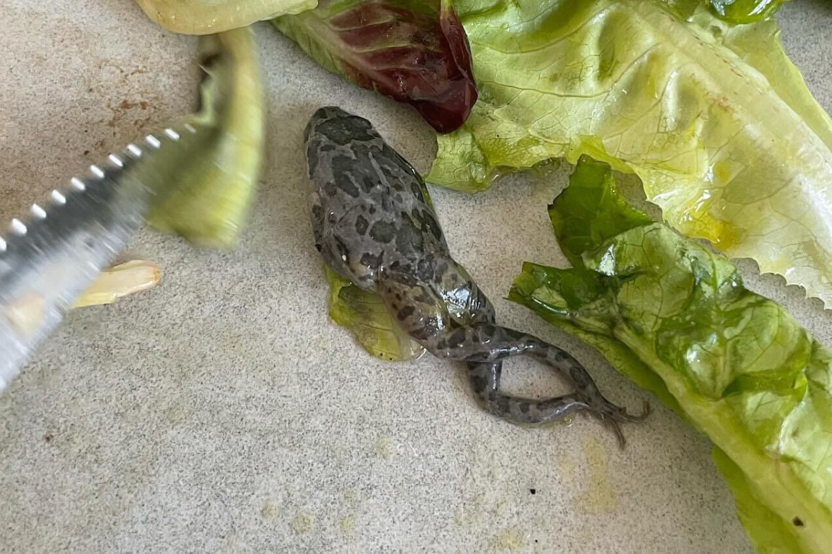 Supermarket giant slammed following shock discovery in lettuce