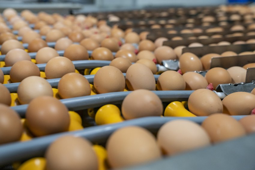 Egg Farmers Reducing Carbon Footprint - 3AW