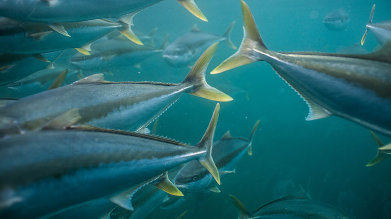 Boosting the Tuna Industry - 3AW