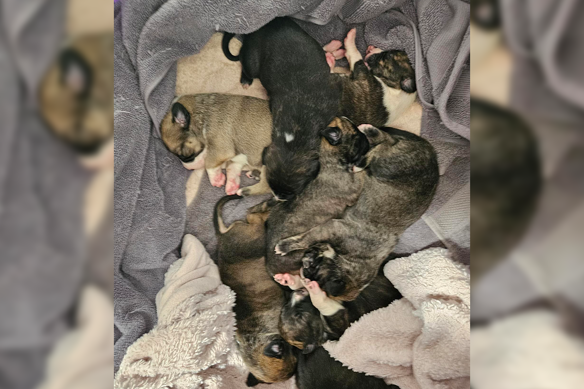 Nine puppies shockingly dumped outside Lost Dogs' Home this week