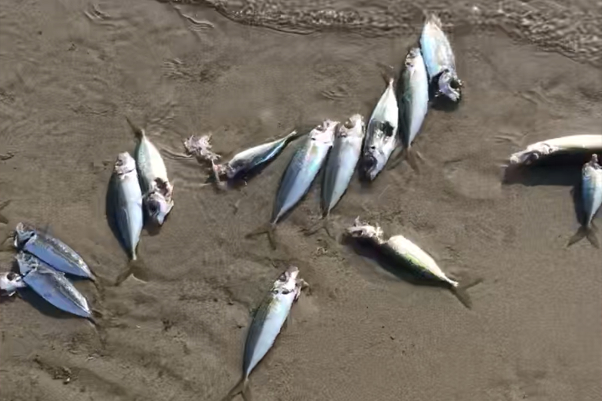 Hundreds of dead fish washed up on the foreshore of Capel Sound