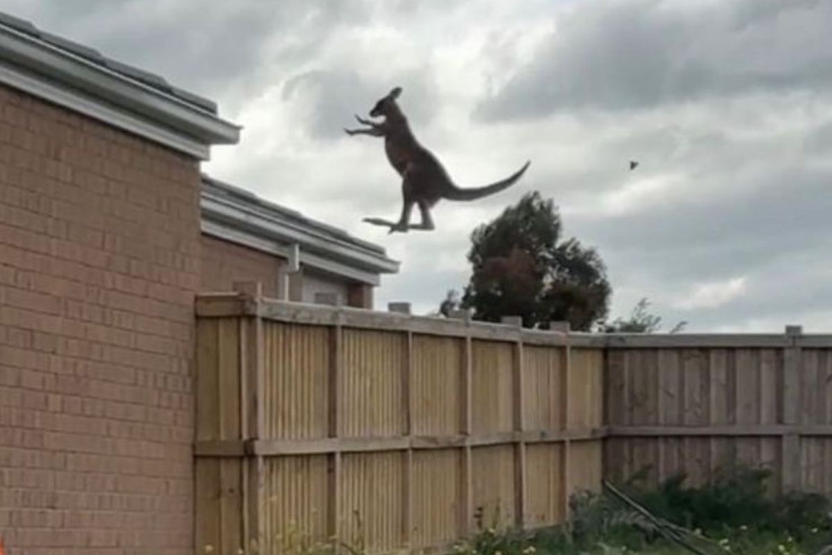 'Bit crazy': The man who filmed the viral 'flying kangaroo' video ...
