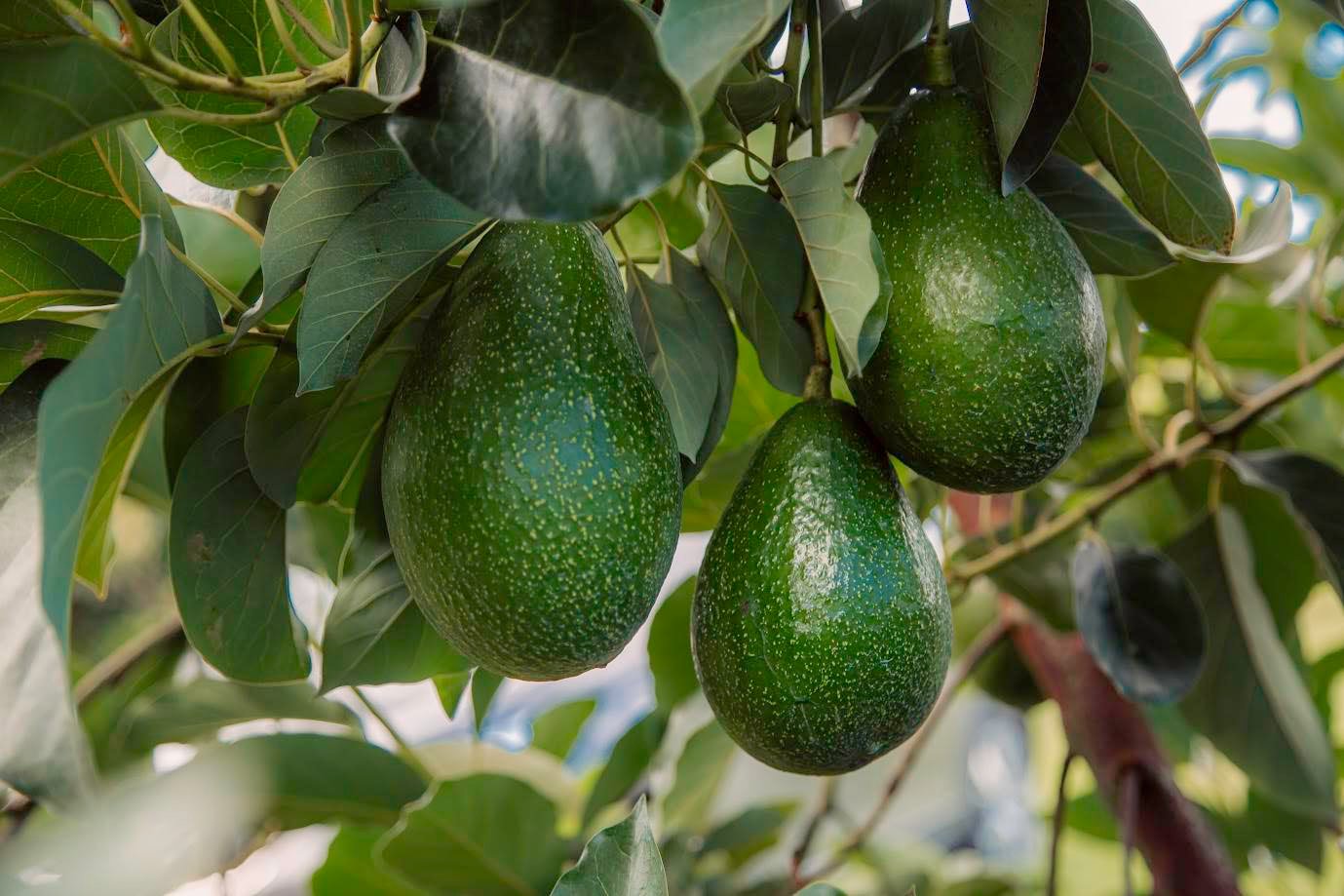A super-sized avocado variety, expanding its reach. - 3AW