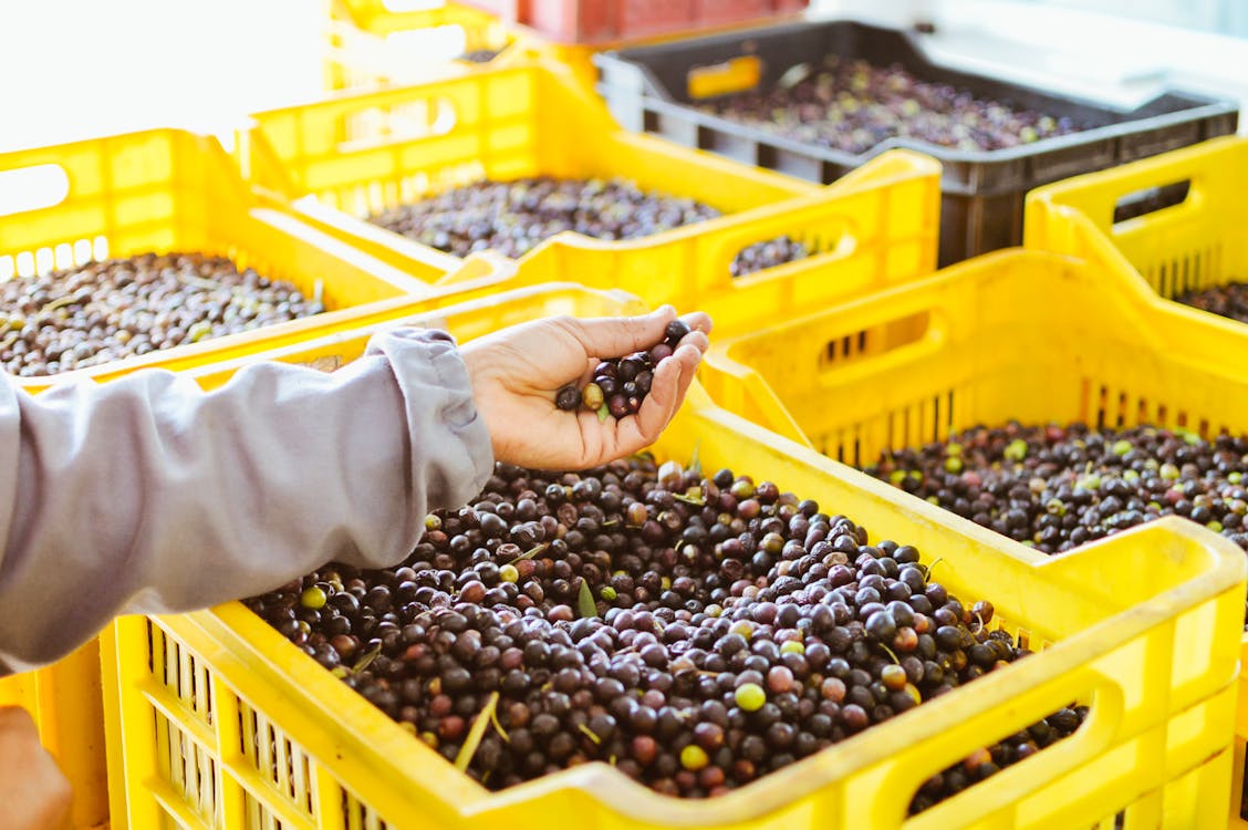 A promising future for Australian olive growers - 3AW