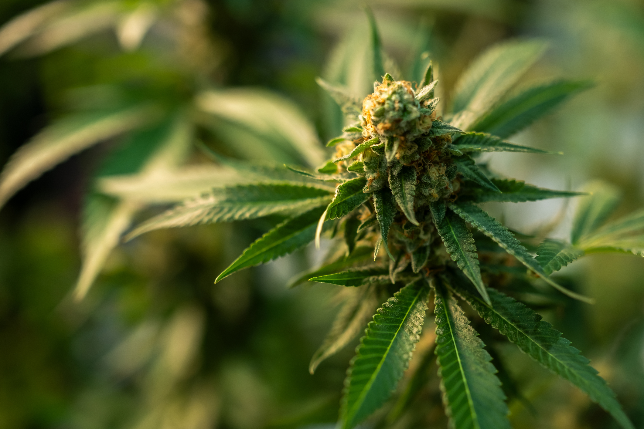 Why a fake cannabis shop has popped up in Fitzroy
