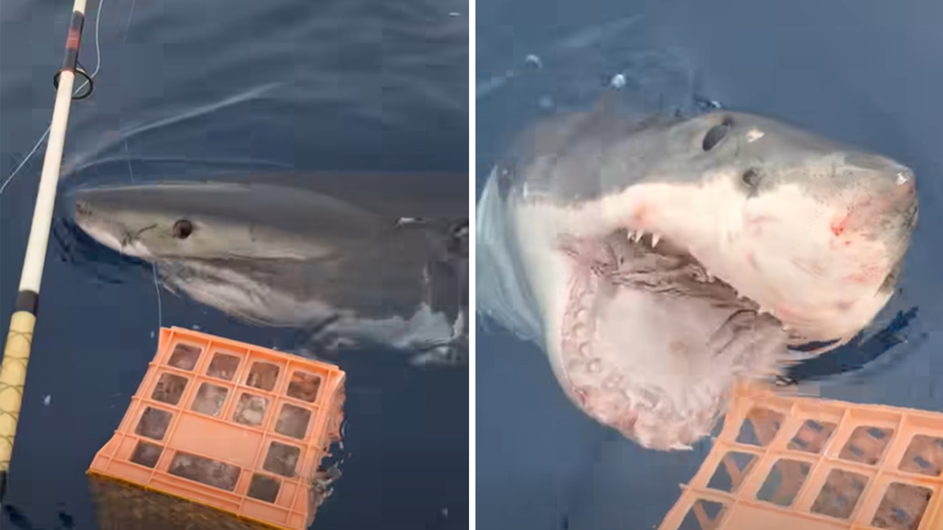 RUMOUR CONFIRMED: Ocean predator pestering fishing boat for free feed